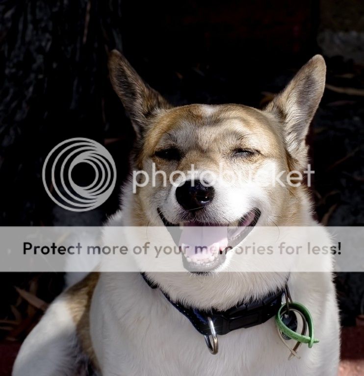 Enjoying the shade - PentaxForums.com